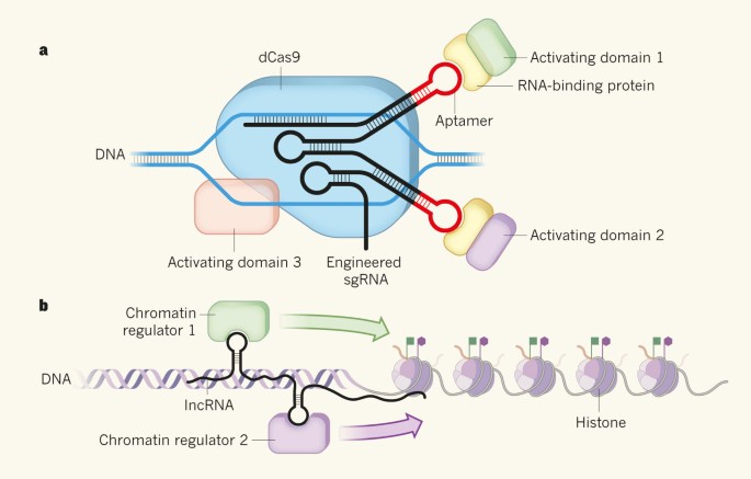 CRISPR engineering turns on genes | Nature