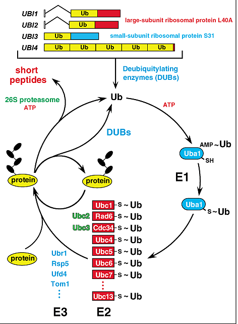 The ubiquitin system | Nature Medicine