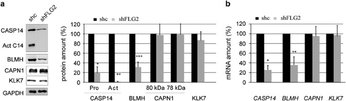 In a three-dimensional reconstructed human epidermis filaggrin-2 is ...