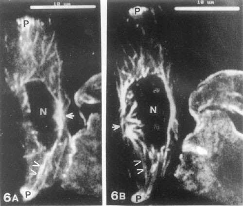 Mitosis and microtubule organizational changes in rice root-tip cells ...