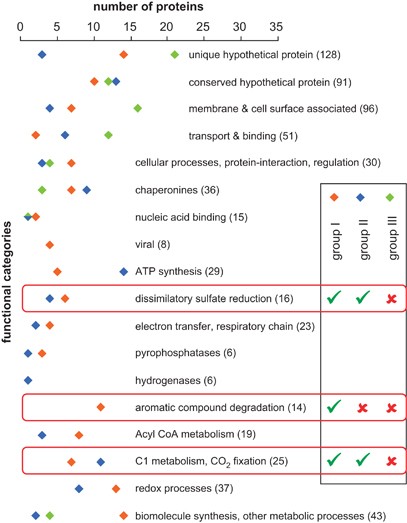 Protein-SIP enables time-resolved analysis of the carbon flux in a ...
