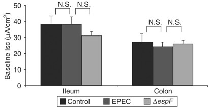 Enteropathogenic E. coli disrupts tight junction barrier function and ...