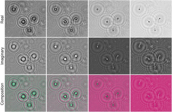 Portable lensless wide-field microscopy imaging platform based on digital inline holography and ...