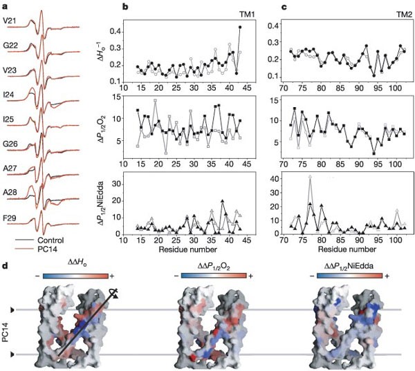 Open channel structure of MscL and the gating mechanism of ...