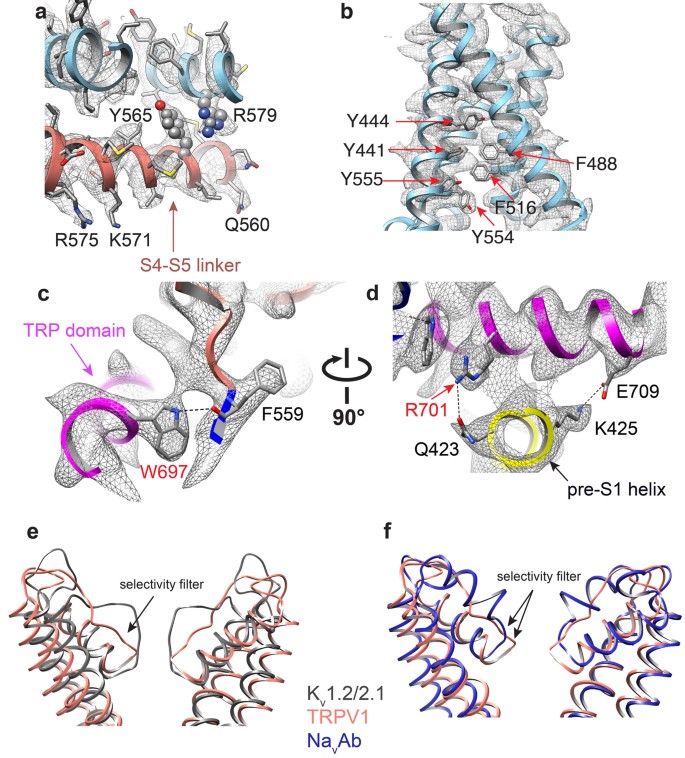 Structure of the TRPV1 ion channel determined by electron cryo ...