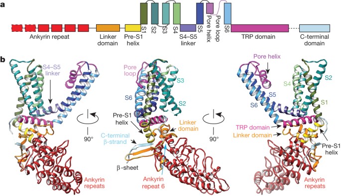 Structure of the TRPV1 ion channel determined by electron cryo ...