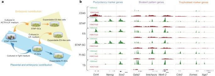 RETRACTED ARTICLE: Bidirectional developmental potential in ...