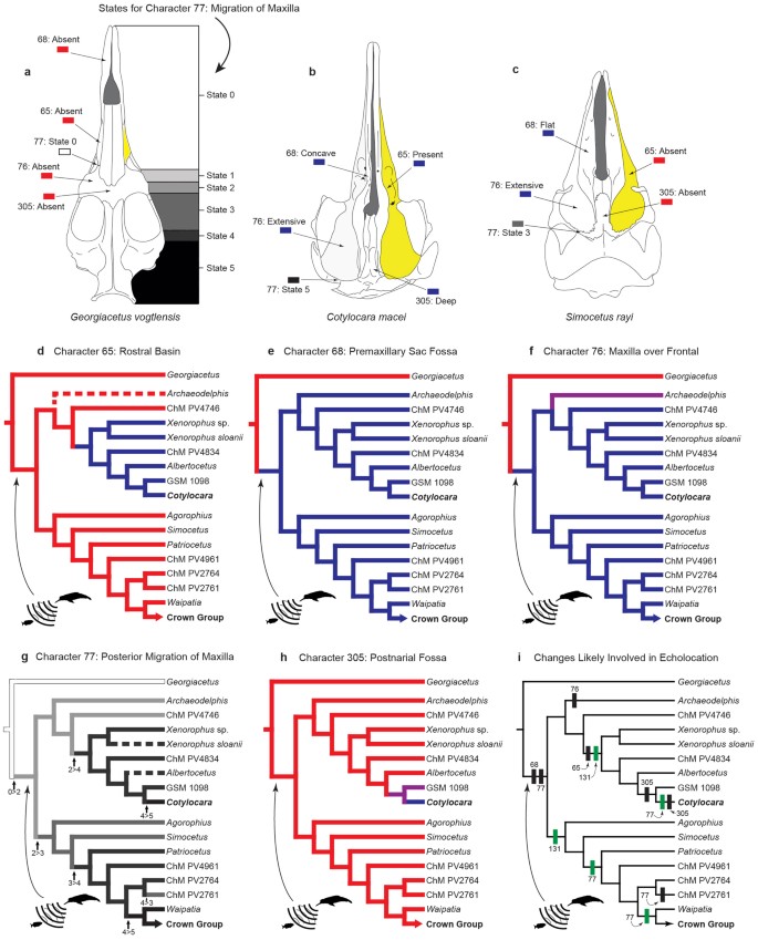 A new fossil species supports an early origin for toothed whale ...