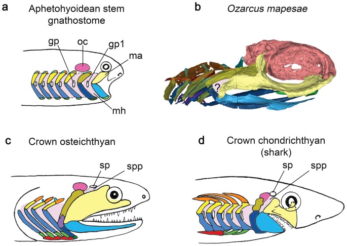 A Palaeozoic shark with osteichthyan-like branchial arches | Nature