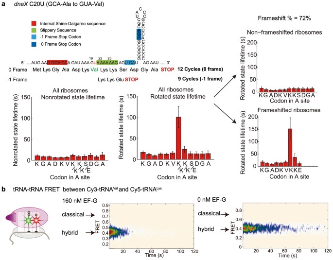 Dynamic pathways of −1 translational frameshifting | Nature