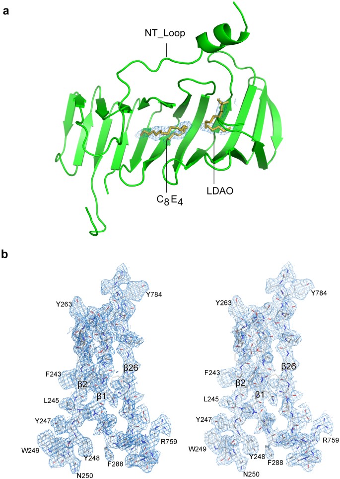 Structural basis for lipopolysaccharide insertion in the bacterial ...