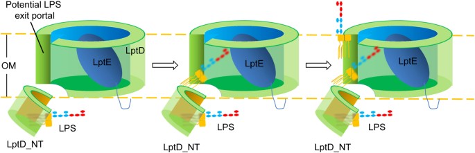 Structural basis for lipopolysaccharide insertion in the bacterial ...