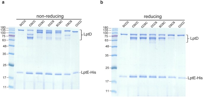 Structural basis for lipopolysaccharide insertion in the bacterial ...