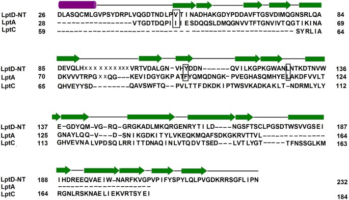 Structural basis for lipopolysaccharide insertion in the bacterial ...