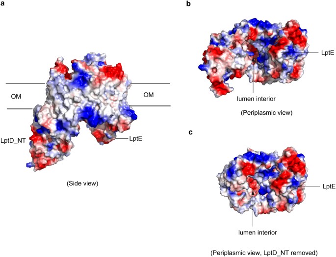 Structural basis for lipopolysaccharide insertion in the bacterial ...