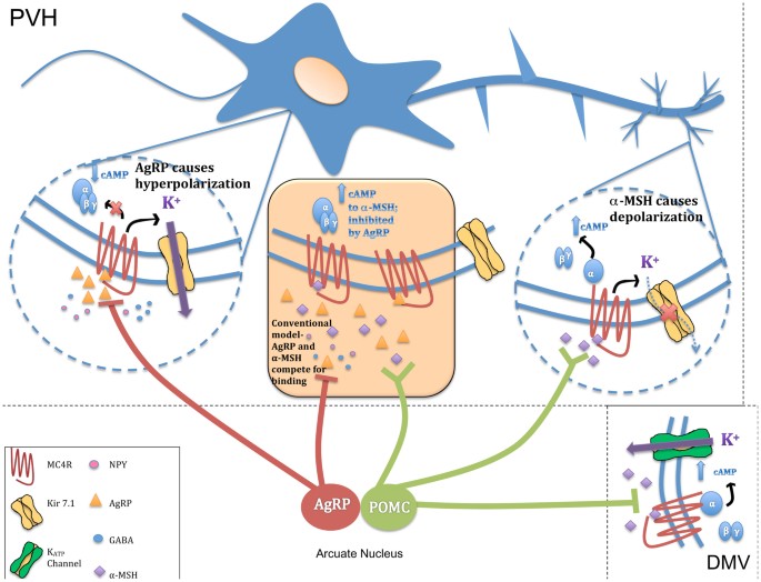 G-protein-independent coupling of MC4R to Kir7.1 in hypothalamic ...