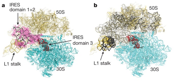 Initiation of translation in bacteria by a structured eukaryotic IRES ...