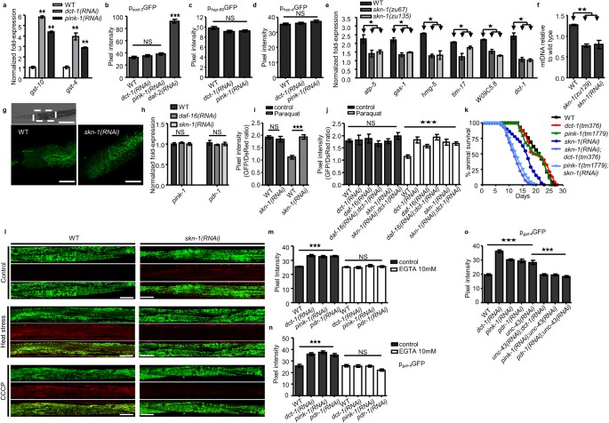 Coordination of mitophagy and mitochondrial biogenesis during ageing in ...