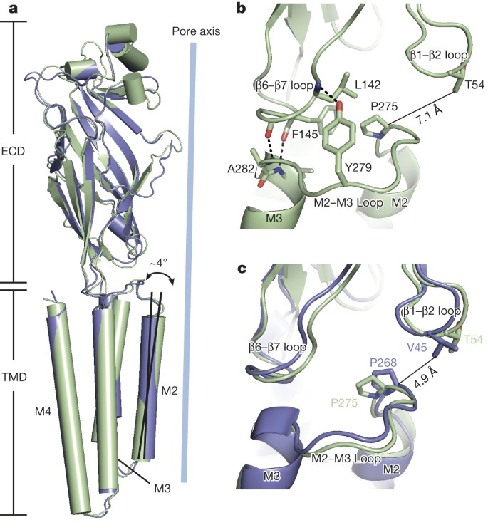 Crystal structure of human glycine receptor-α3 bound to antagonist ...