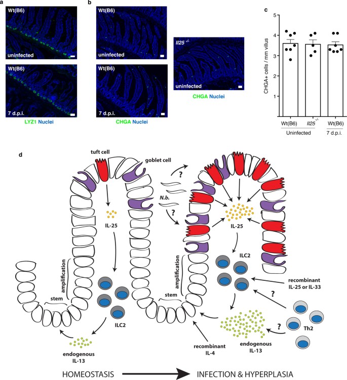 Tuft-cell-derived IL-25 regulates an intestinal ILC2–epithelial ...