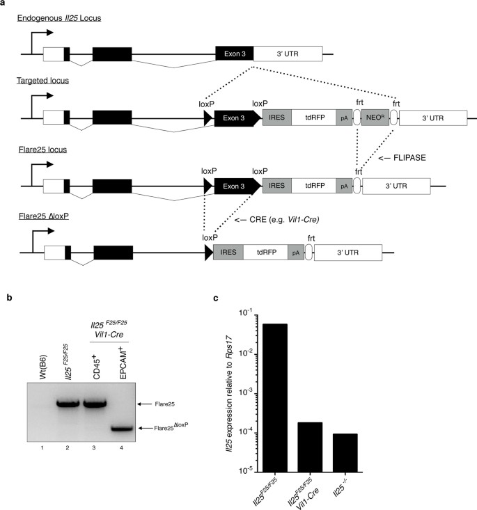 Tuft-cell-derived IL-25 regulates an intestinal ILC2–epithelial ...