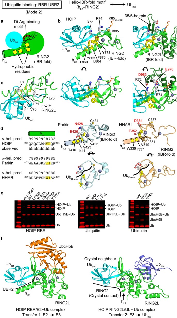 Structure of a HOIP/E2~ubiquitin complex reveals RBR E3 ligase ...
