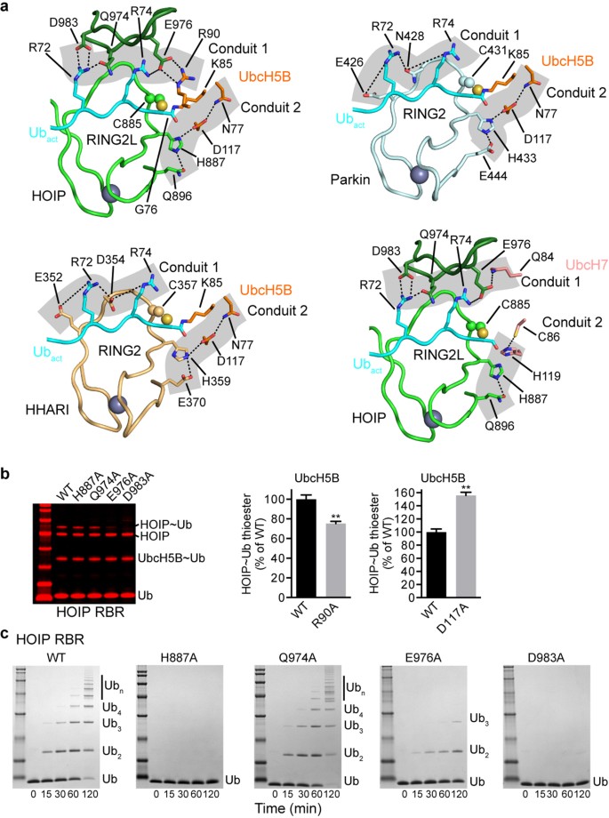 Structure of a HOIP/E2~ubiquitin complex reveals RBR E3 ligase ...