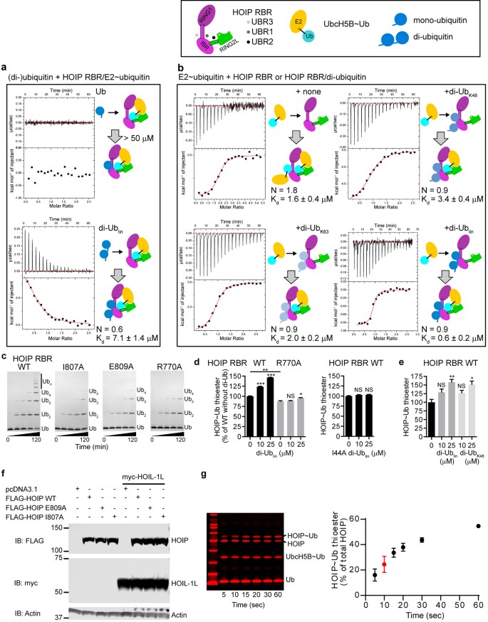 Structure of a HOIP/E2~ubiquitin complex reveals RBR E3 ligase ...