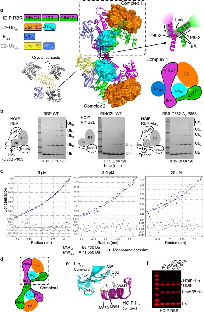 Structure of a HOIP/E2~ubiquitin complex reveals RBR E3 ligase ...