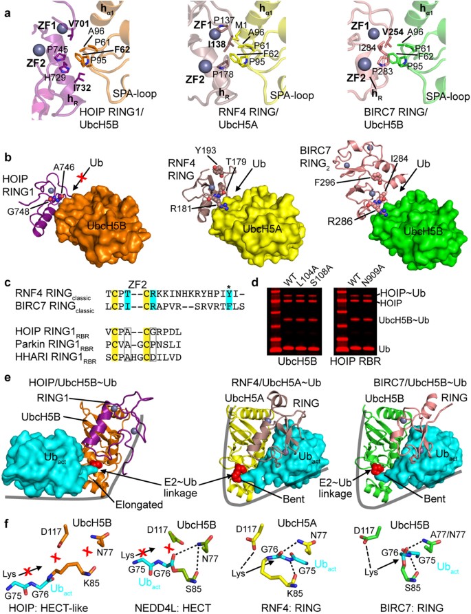 Structure of a HOIP/E2~ubiquitin complex reveals RBR E3 ligase ...