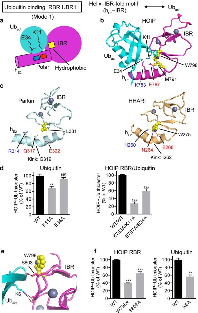 Structure of a HOIP/E2~ubiquitin complex reveals RBR E3 ligase ...