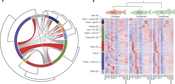 The Atlantic salmon genome provides insights into rediploidization | Nature