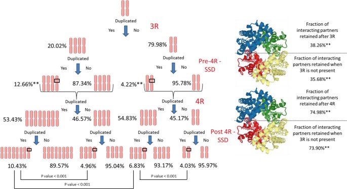 The Atlantic salmon genome provides insights into rediploidization | Nature