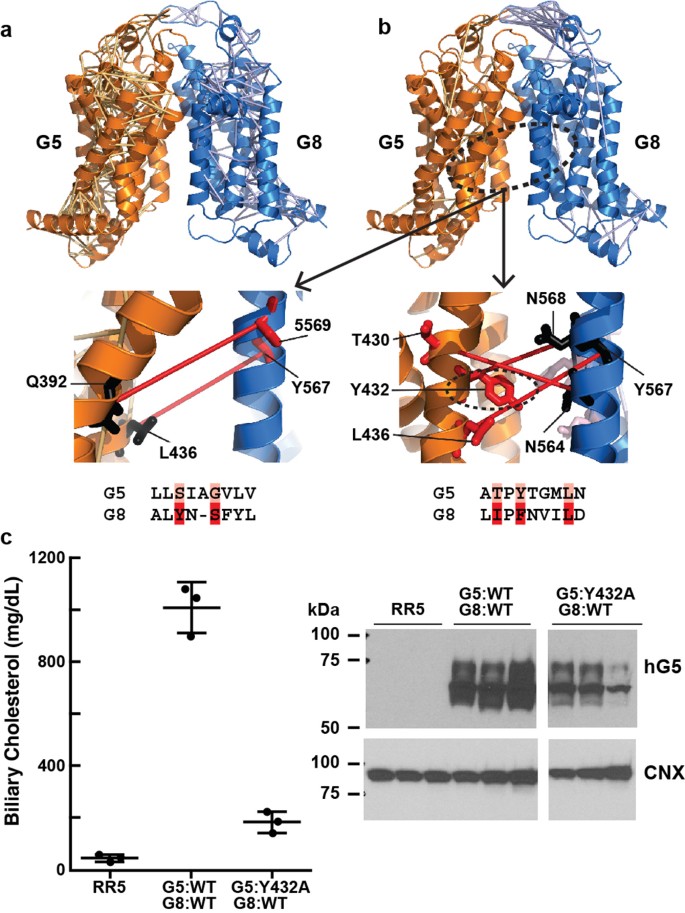 Crystal structure of the human sterol transporter ABCG5/ABCG8 | Nature