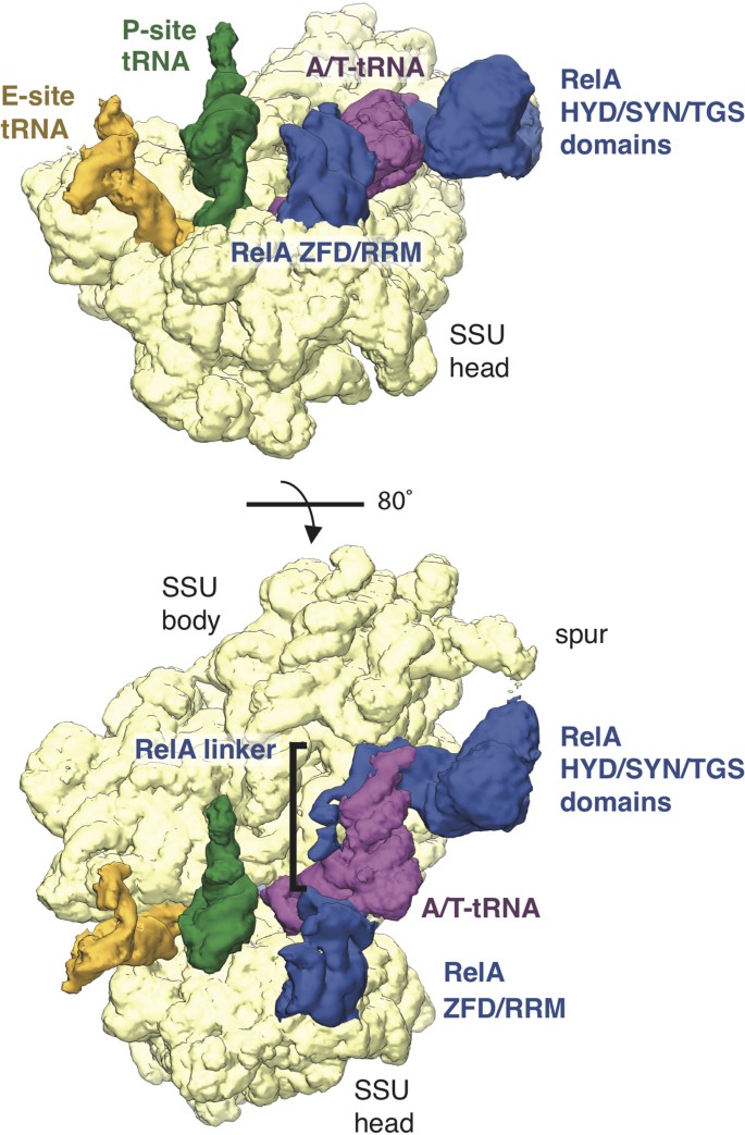 Ribosome-dependent activation of stringent control | Nature