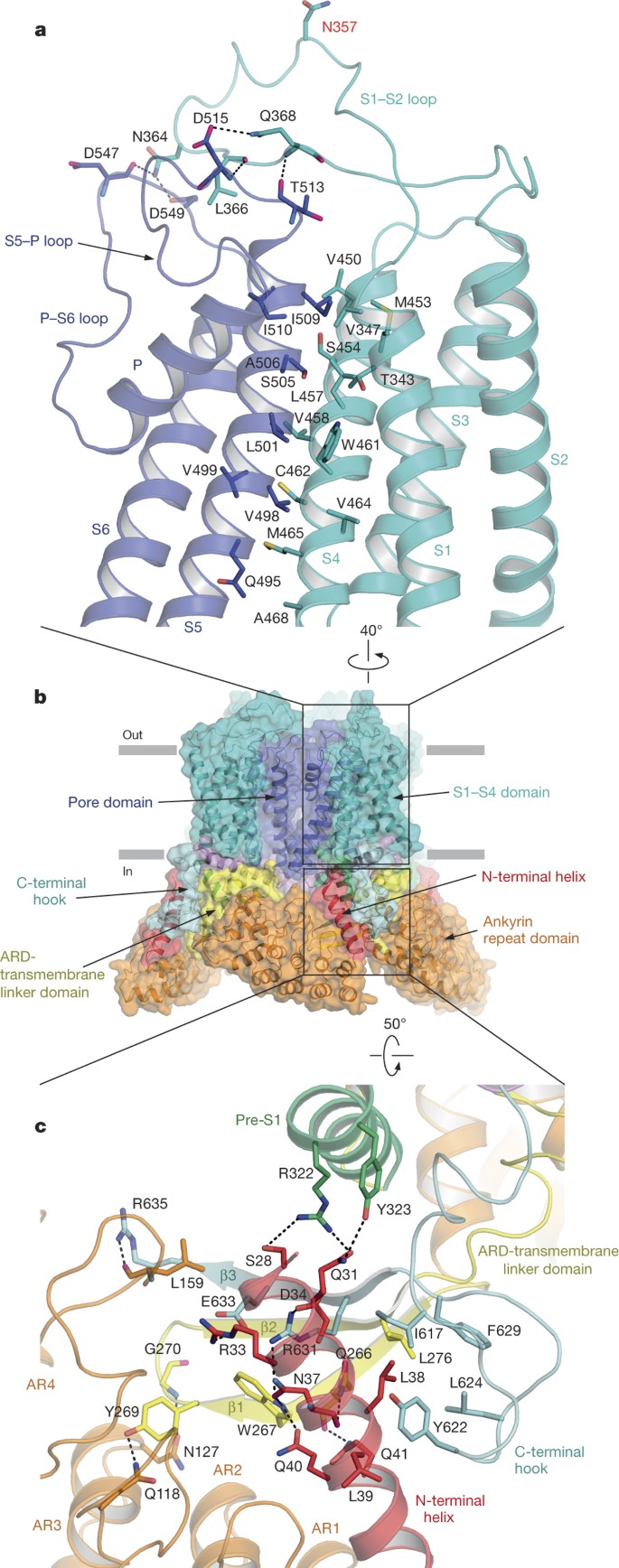 Crystal structure of the epithelial calcium channel TRPV6 | Nature