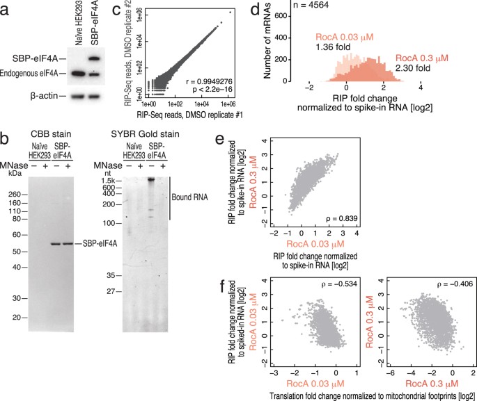 Rocaglates convert DEAD-box protein eIF4A into a sequence-selective ...