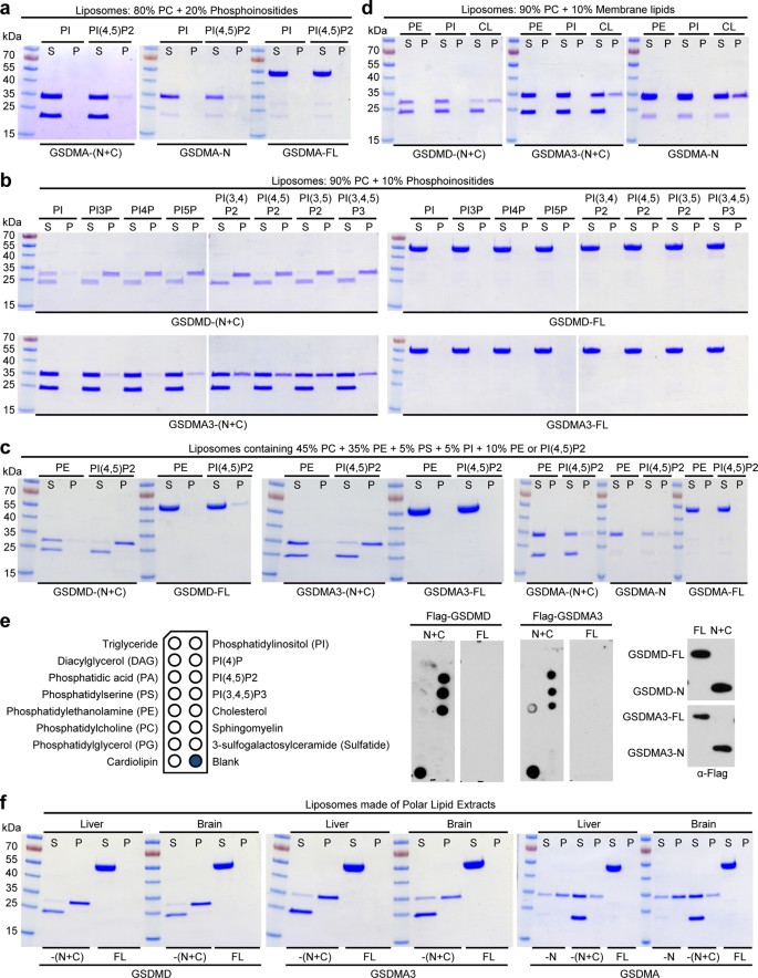 Pore-forming activity and structural autoinhibition of the gasdermin ...