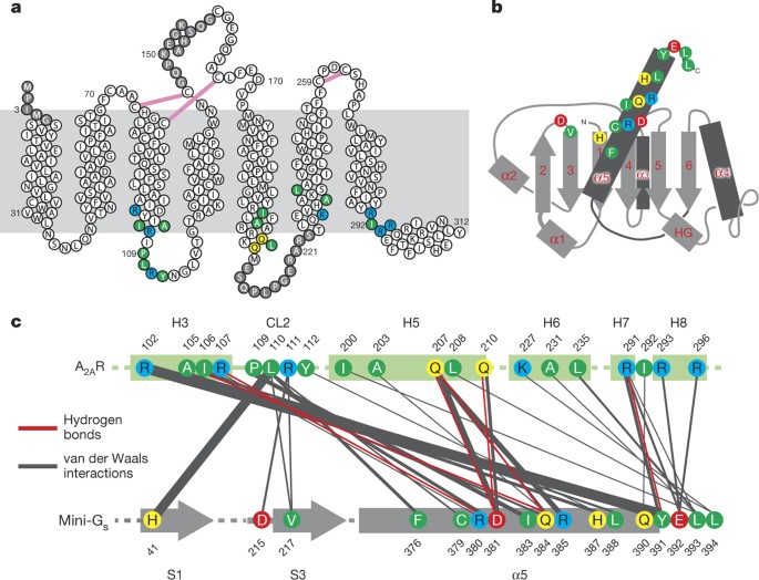 Structure of the adenosine A2A receptor bound to an engineered G ...