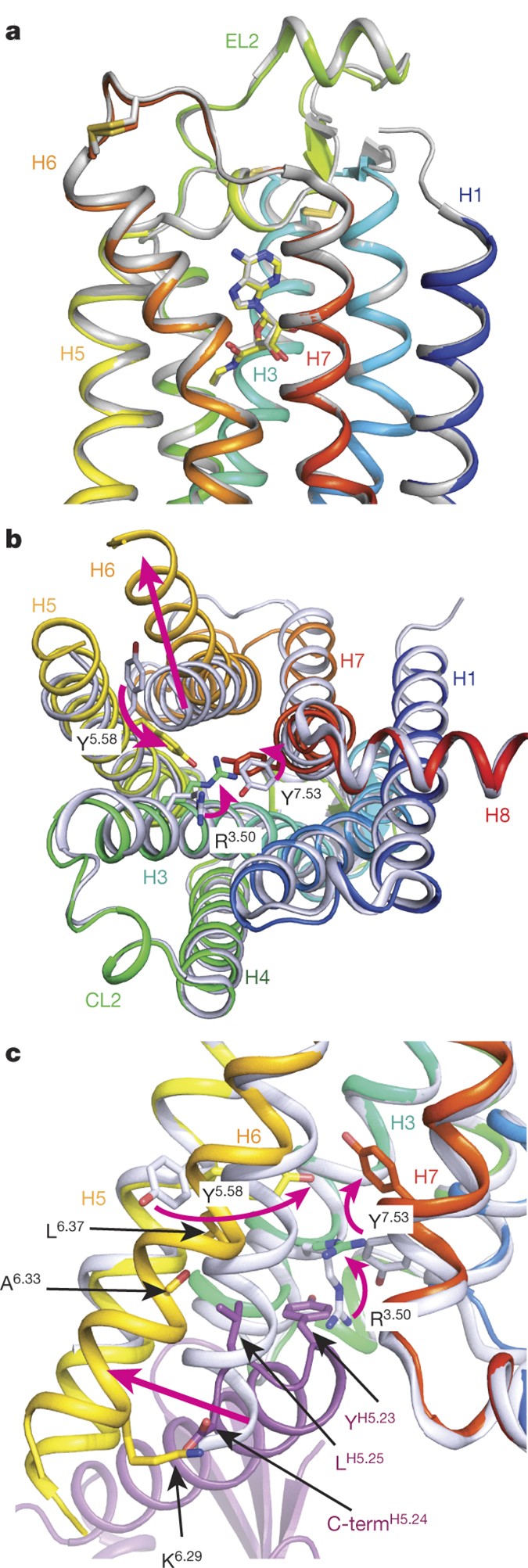 Structure of the adenosine A2A receptor bound to an engineered G ...