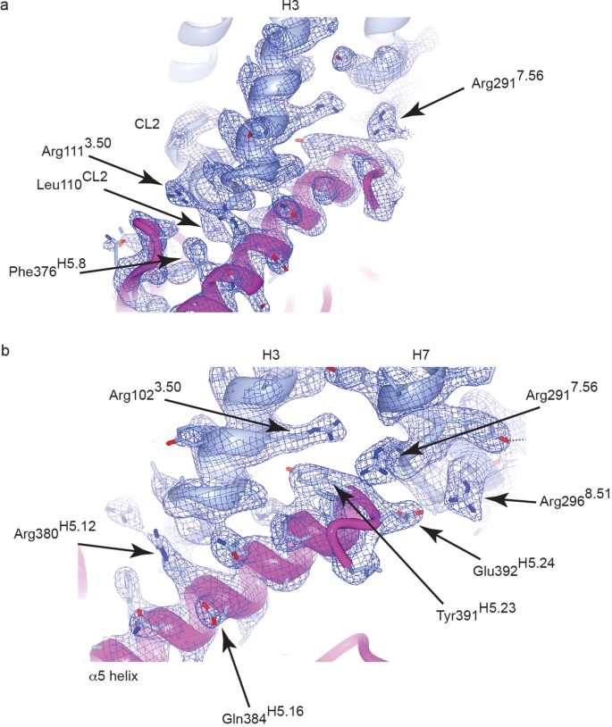 Structure of the adenosine A 2A receptor bound to an engineered G ...