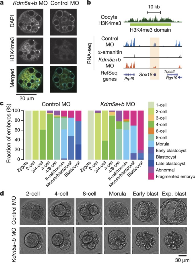 Broad histone H3K4me3 domains in mouse oocytes modulate maternal-to ...