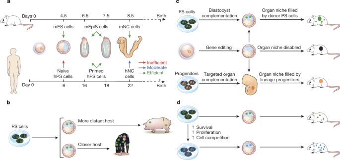 Stem cells and interspecies chimaeras | Nature