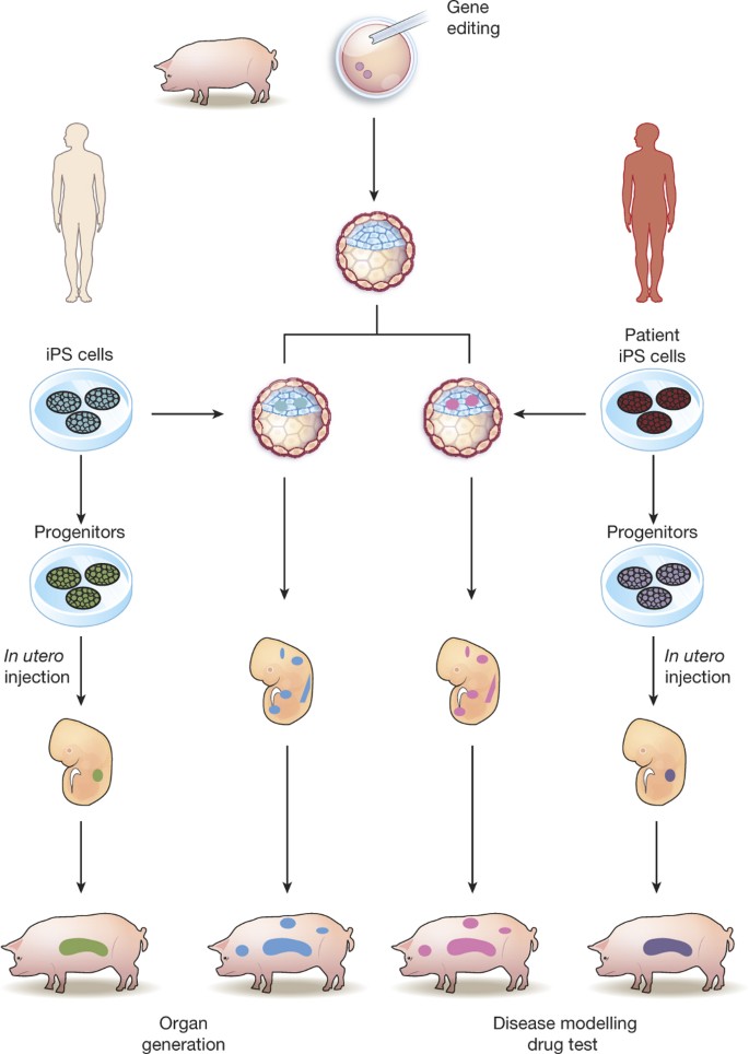 Stem cells and interspecies chimaeras | Nature