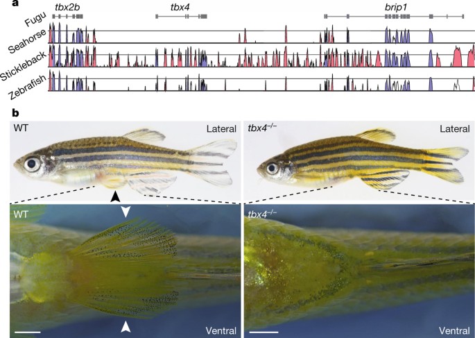 The seahorse genome and the evolution of its specialized morphology ...
