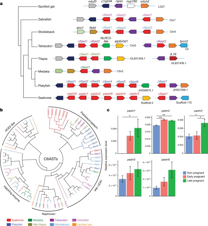 The seahorse genome and the evolution of its specialized morphology ...