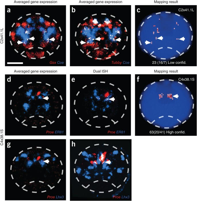 High-throughput spatial mapping of single-cell RNA-seq data to tissue of origin | Nature ...