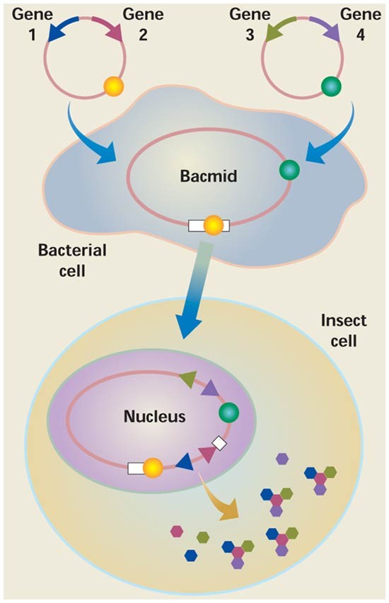 Baculovirus solves a complex problem | Nature Biotechnology