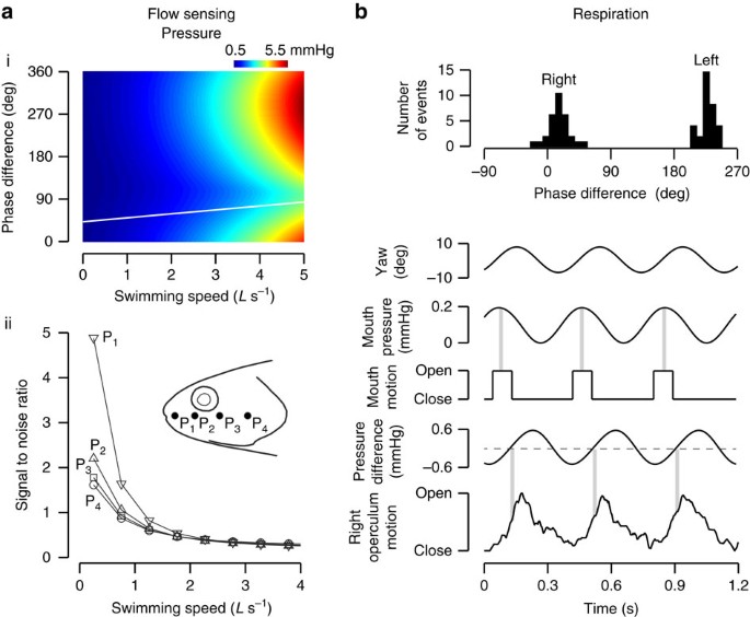 Fish optimize sensing and respiration during undulatory swimming ...