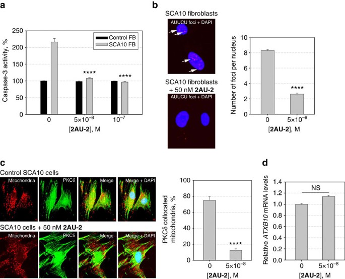 Design of a bioactive small molecule that targets r(AUUCU) repeats in ...